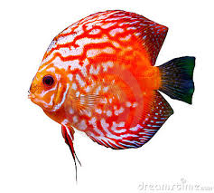 FishyFriendsOnline - Freshwater and Marine Fishkeeping News